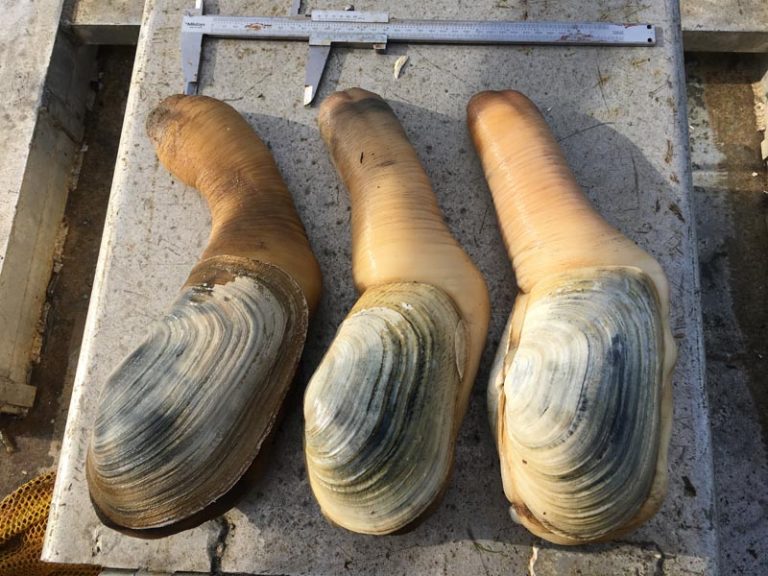 Commercial Shellfish Management – Geoduck Survey - Natural Resources ...